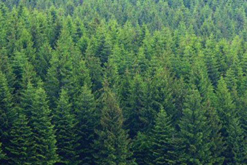 Une forêt de sapins sur les Berges de Seine - Sortiraparis.com