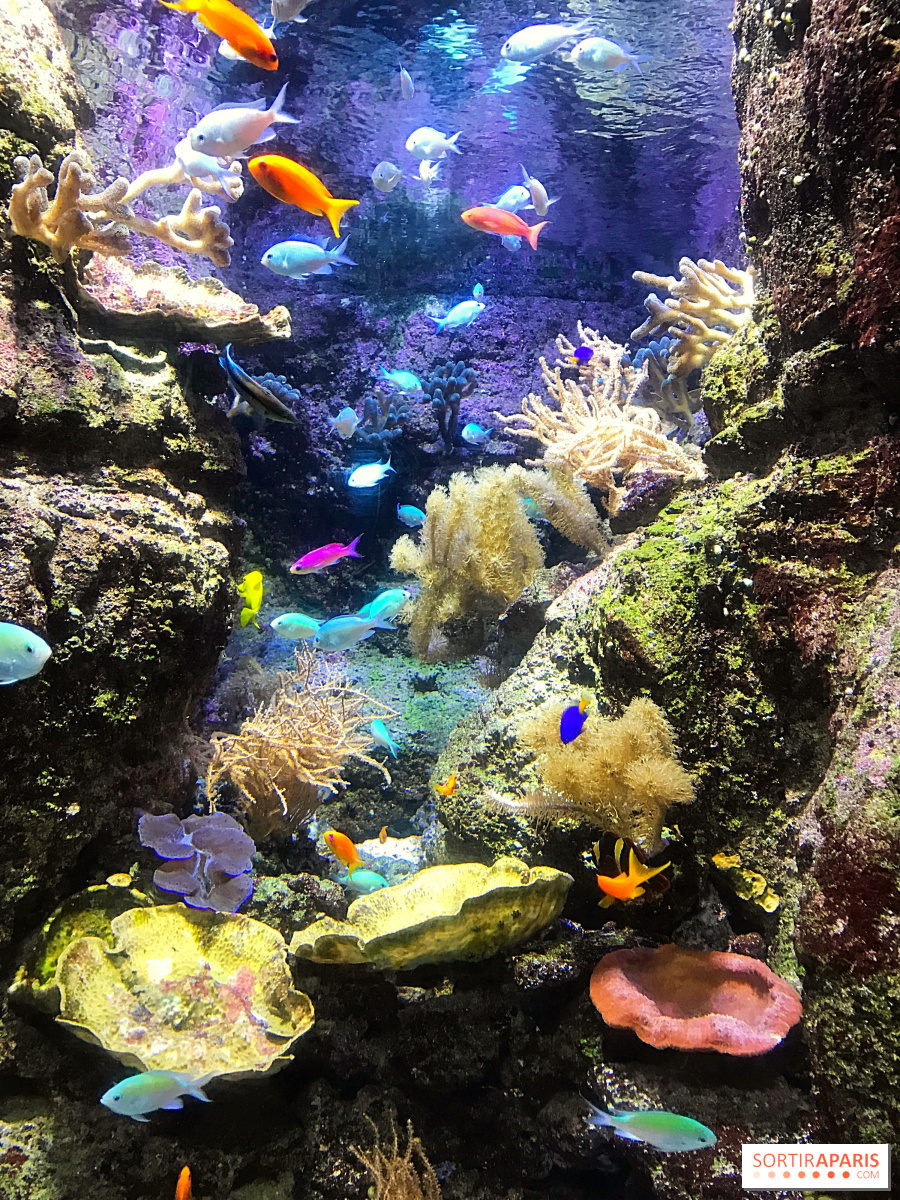 L'Aquarium de Paris dévoile une expo sur les coraux - Sortiraparis.com