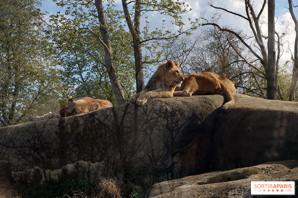 PARIS ZOO RUN au Parc Zoologique de Paris Vincennes - Sortiraparis.com