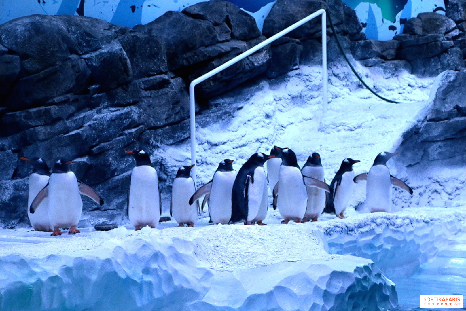 L'aquarium Sea Life Paris dévoile son programme pour l'été 2019 ...