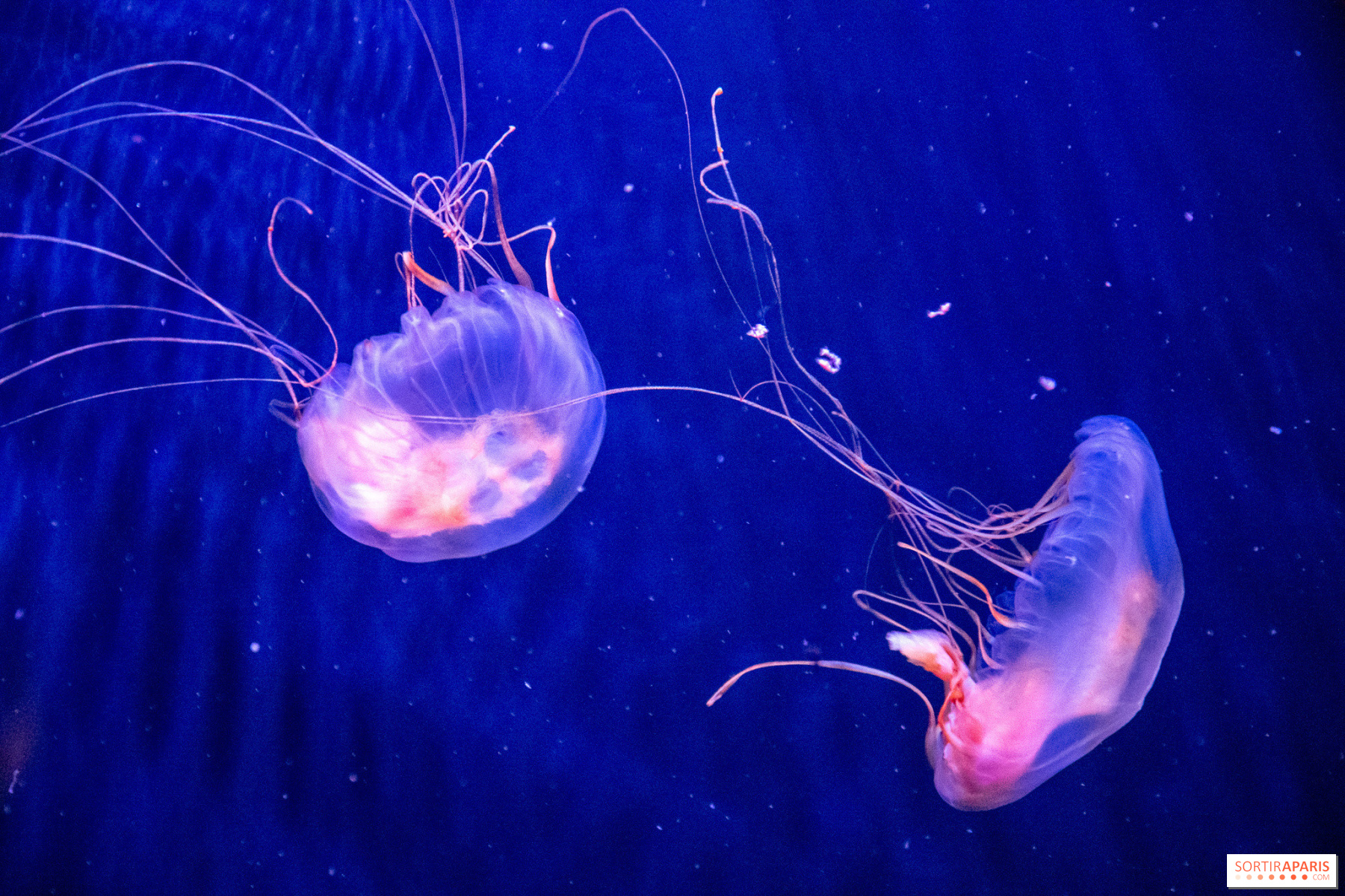 L'Aquarium de Paris ouvre son Médusarium - Sortiraparis.com
